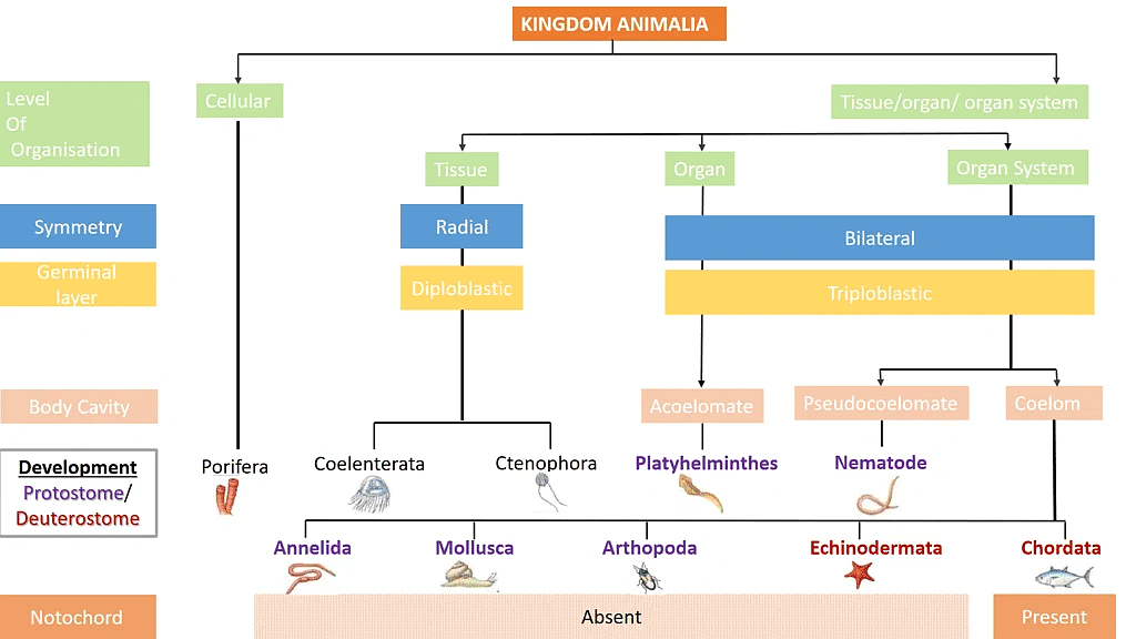 Overview of Biological Classification - Biology for JAMB PDF Download