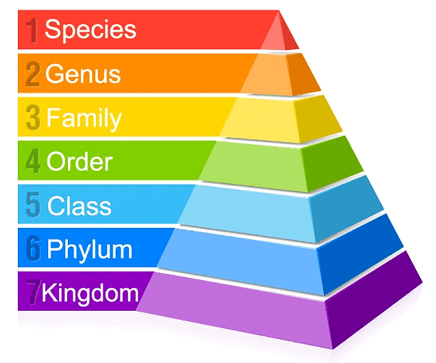 Taxonomical Hierarchy - Biology for JAMB PDF Download