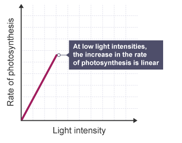 Factors Affecting Photosynthesis - Biology for Grade 10 PDF Download