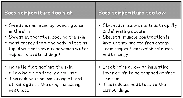 Controling the Body Temperature | Biology for Grade 10