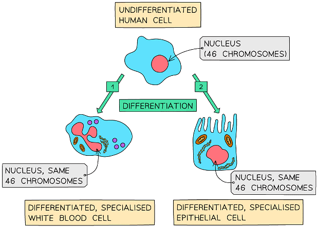 Cell Specialisation and Differentiation - Biology for Grade 10 PDF Download
