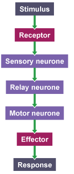 Reflex Arc | Biology for Grade 10