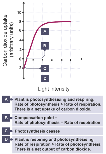 Factors Affecting Photosynthesis | Biology for Grade 10