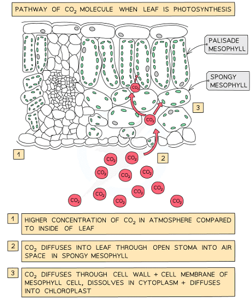Plant Tissues | Biology for Grade 10