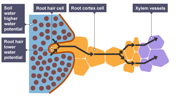 Transpiration | Biology for Grade 10