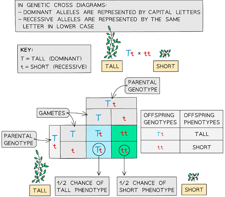 Genetic Inheritance | Biology for Grade 10