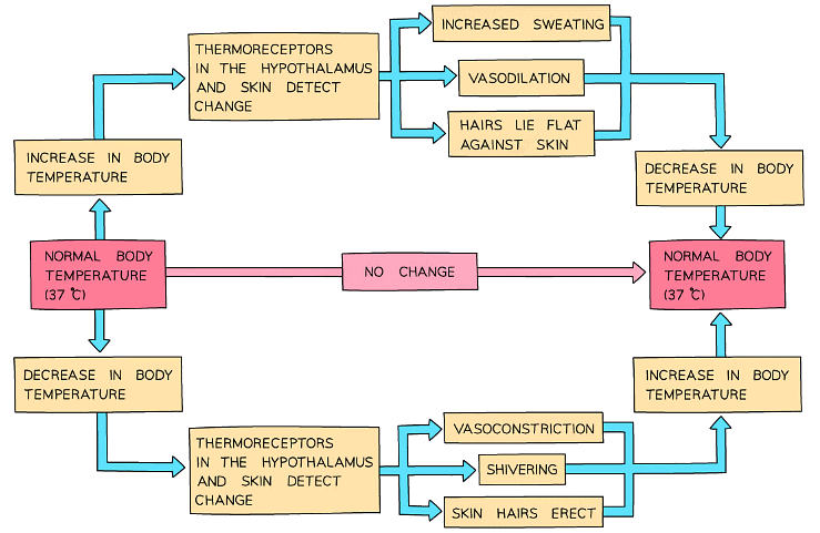 Controling the Body Temperature - Biology for Grade 10 PDF Download