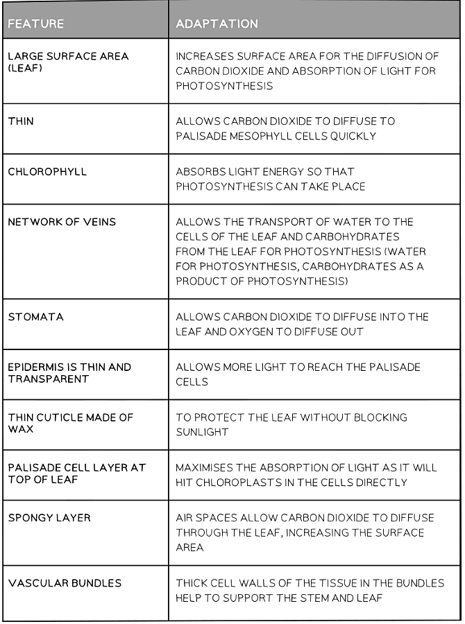 Plant Tissues - Biology for Grade 10 PDF Download