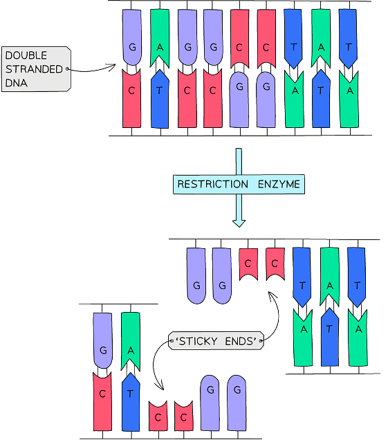 Genetic Engineering and Cloning - Biology for Grade 10 PDF Download