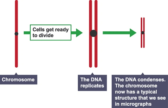 Notes: Cell Division - Biology for Grade 10 PDF Download