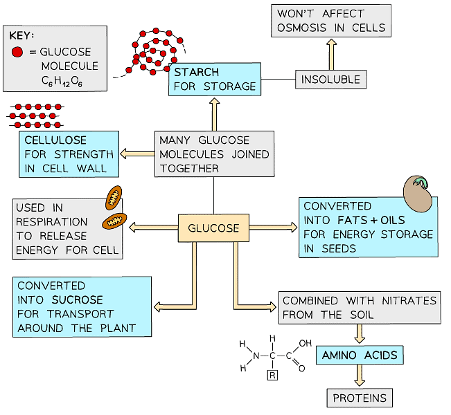Glucose Photosynthesis