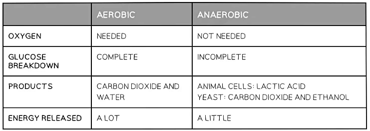 Aerobic and Anaerobic Respiration - Biology for Grade 10 PDF Download