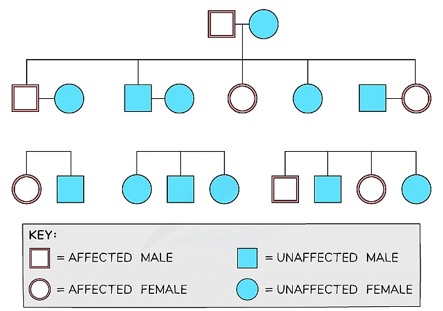 Genetic Inheritance - Biology for Grade 10 PDF Download