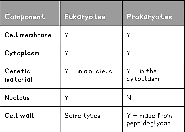 Eukaryotes and Prokaryotes - Biology for Grade 10 PDF Download