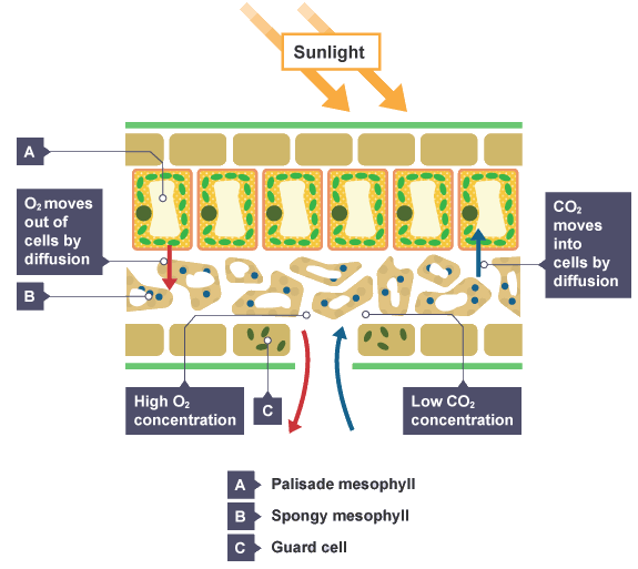 Diffusion - Biology for Grade 10 PDF Download
