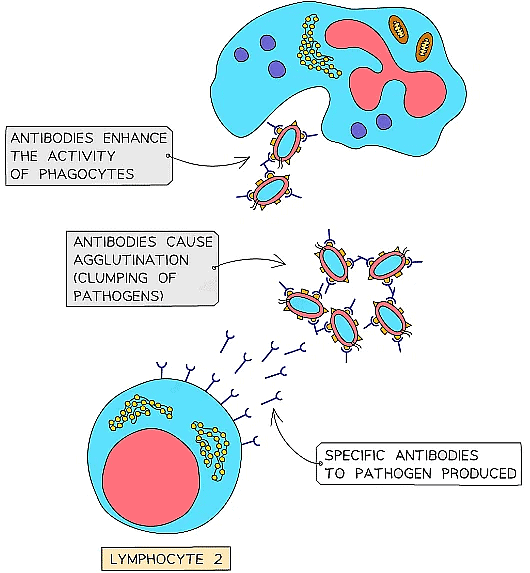 Human Defence Systems - Biology for Grade 10 PDF Download