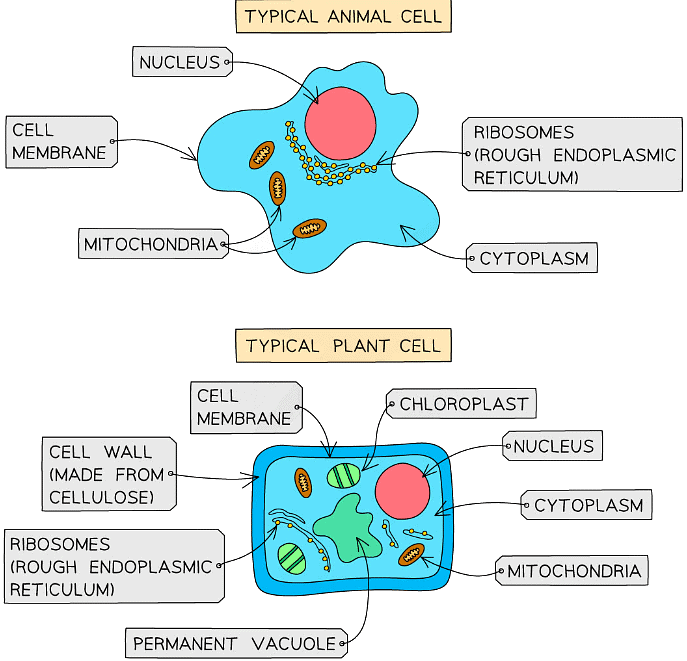 Eukaryotes and Prokaryotes - Biology for Grade 10 PDF Download