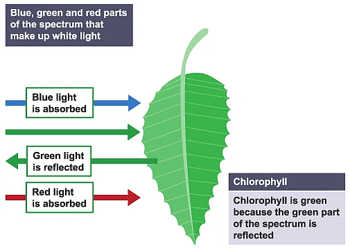 Factors Affecting Photosynthesis - Biology for Grade 10 PDF Download