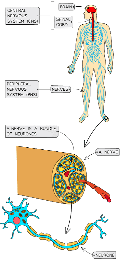 Homeostasis and Human Nervous System - Biology for Grade 10 PDF Download