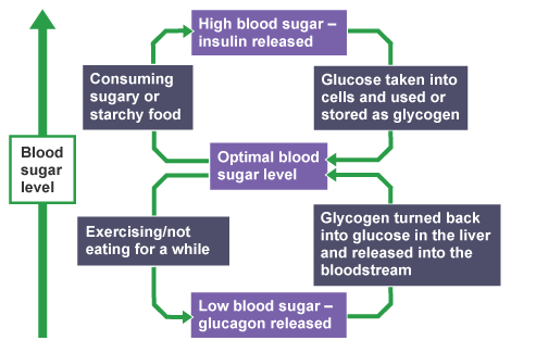 Control of Blood Glucose Concentration - Biology for Grade 10 PDF Download