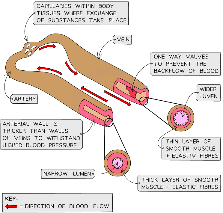 Blood Vessels and Blood - Biology for Grade 10 PDF Download