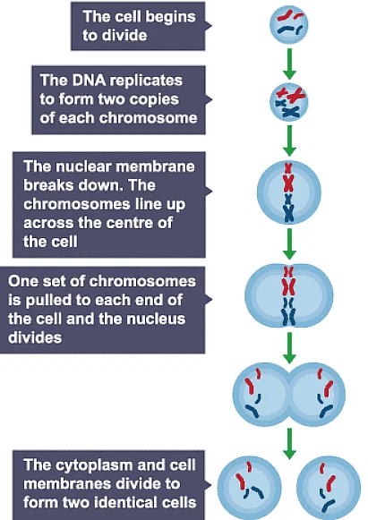 Notes: Cell Division - Biology for Grade 10 PDF Download