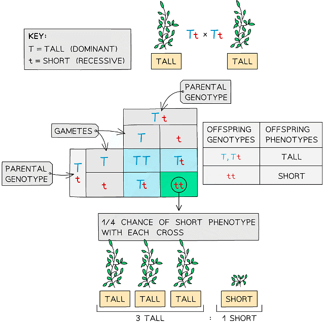 Genetic Inheritance - Biology for Grade 10 PDF Download