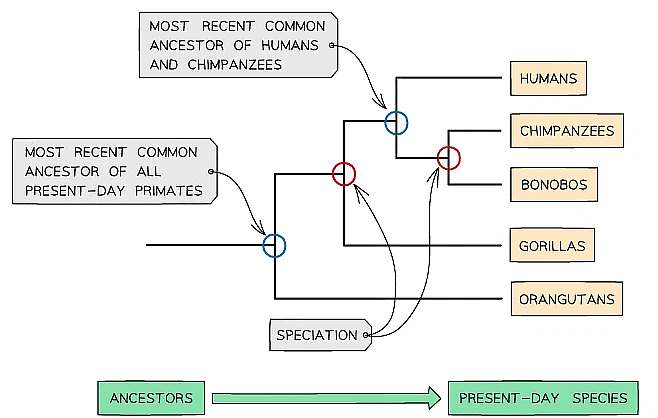 Classification of Living Organisms - Biology for Grade 10 PDF Download