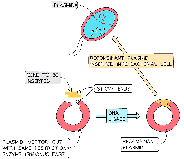 Genetic Engineering and Cloning - Biology for Grade 10 PDF Download