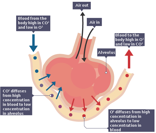 Diffusion - Biology for Grade 10 PDF Download
