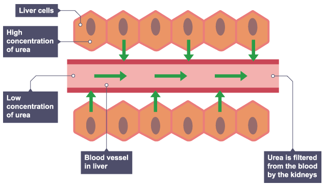 Diffusion - Biology for Grade 10 PDF Download