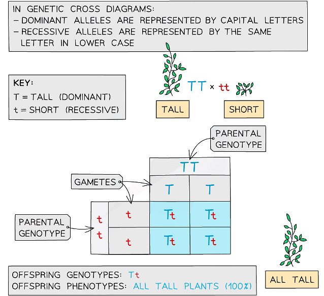 Genetic Inheritance - Biology for Grade 10 PDF Download