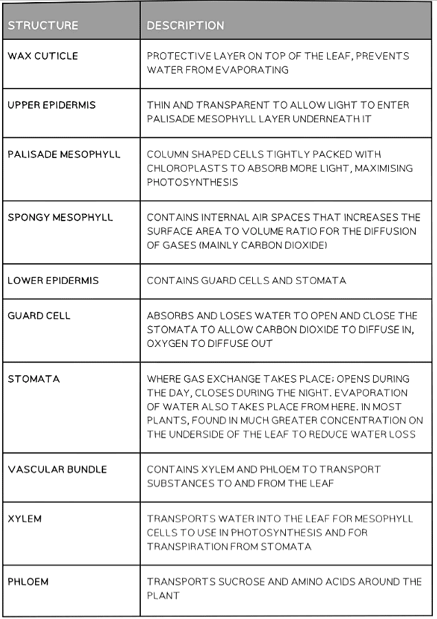 Plant Tissues | Biology for Grade 10