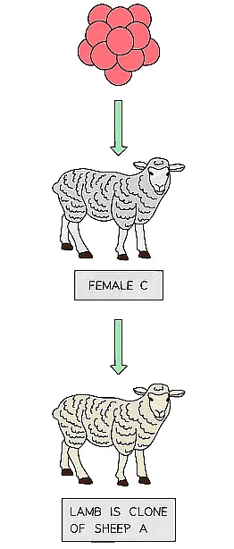 Genetic Engineering and Cloning - Biology for Grade 10 PDF Download