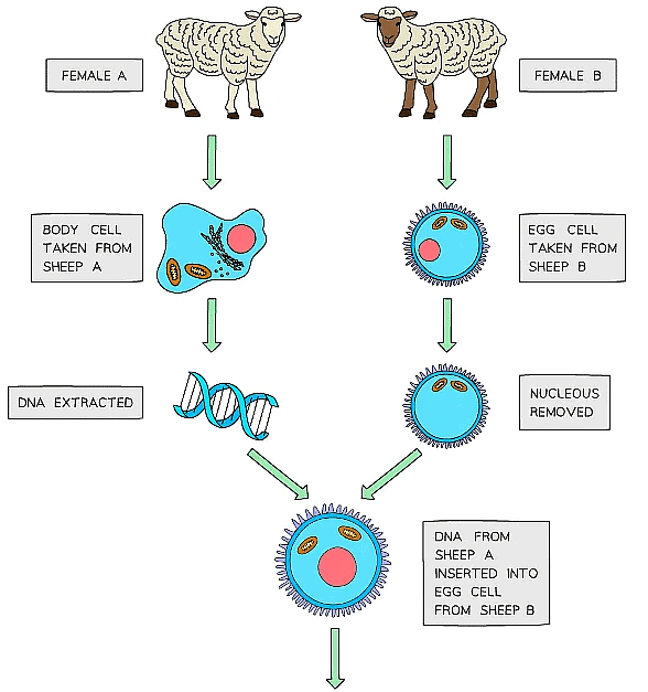Dolly The Cloned Sheep Diagram