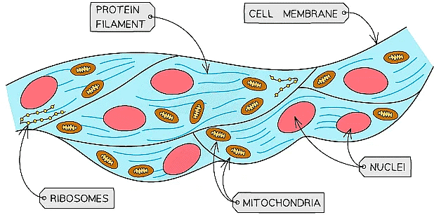 Cell Specialisation and Differentiation - Biology for Grade 10 PDF Download