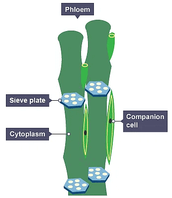 Plant Organ System - Biology for Grade 10 PDF Download