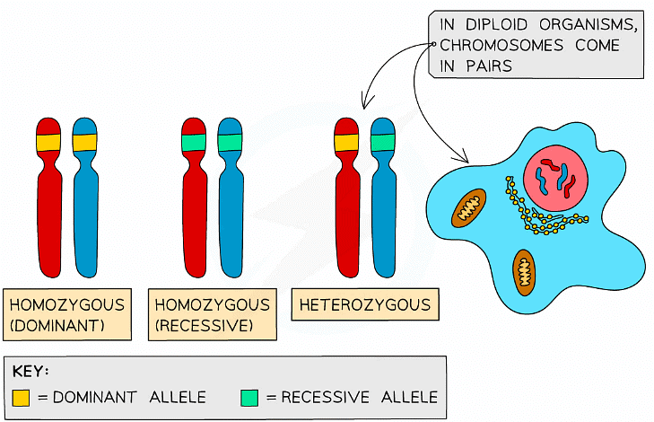 Heterozygous Biology