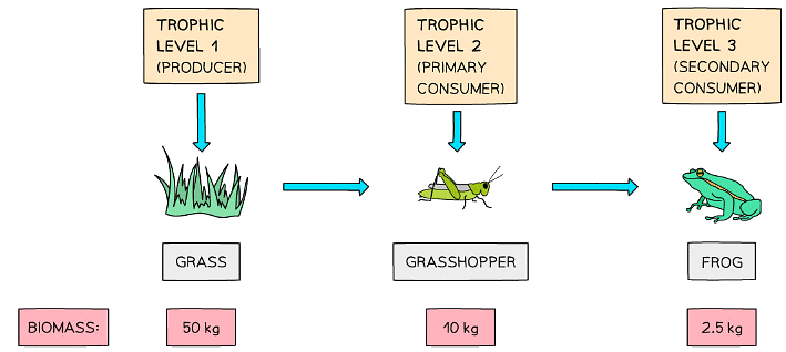 Pyramids of Biomass - Biology for Grade 10 PDF Download
