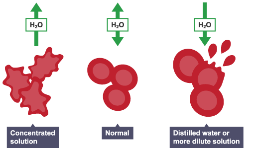 Osmosis | Biology for Grade 10