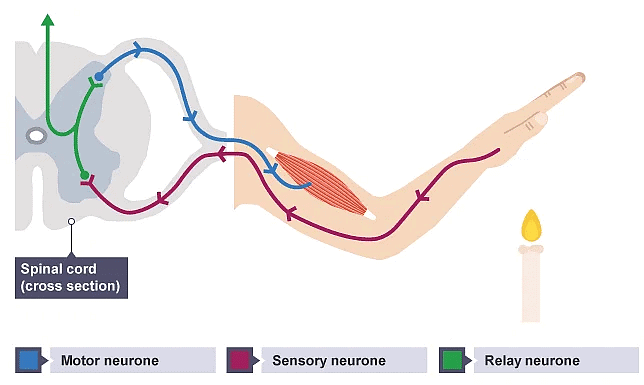 Reflex Arc - Biology for Grade 10 PDF Download