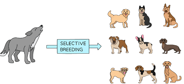 Selective Breeding - Biology for Grade 10 PDF Download