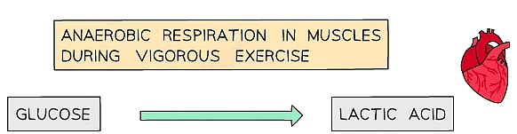 Aerobic and Anaerobic Respiration - Biology for Grade 10 PDF Download