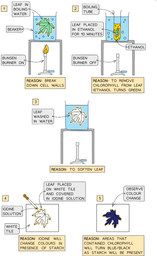 Use of Glucose from Photosynthesis | Biology for Grade 10