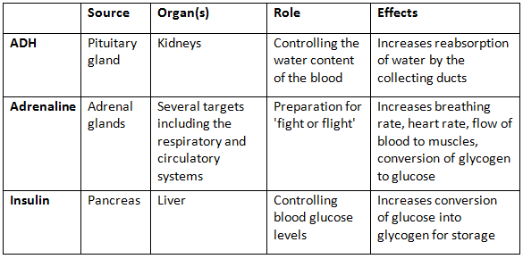 Human Endocrine System | Biology for Grade 10