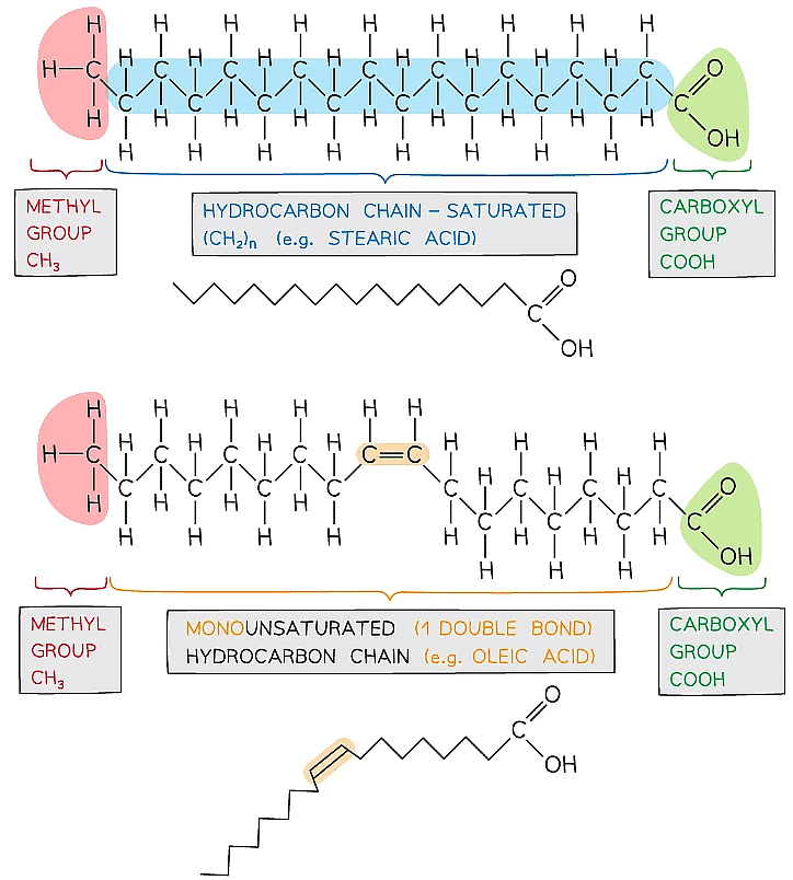 Lipids - Biology for Grade 12 PDF Download