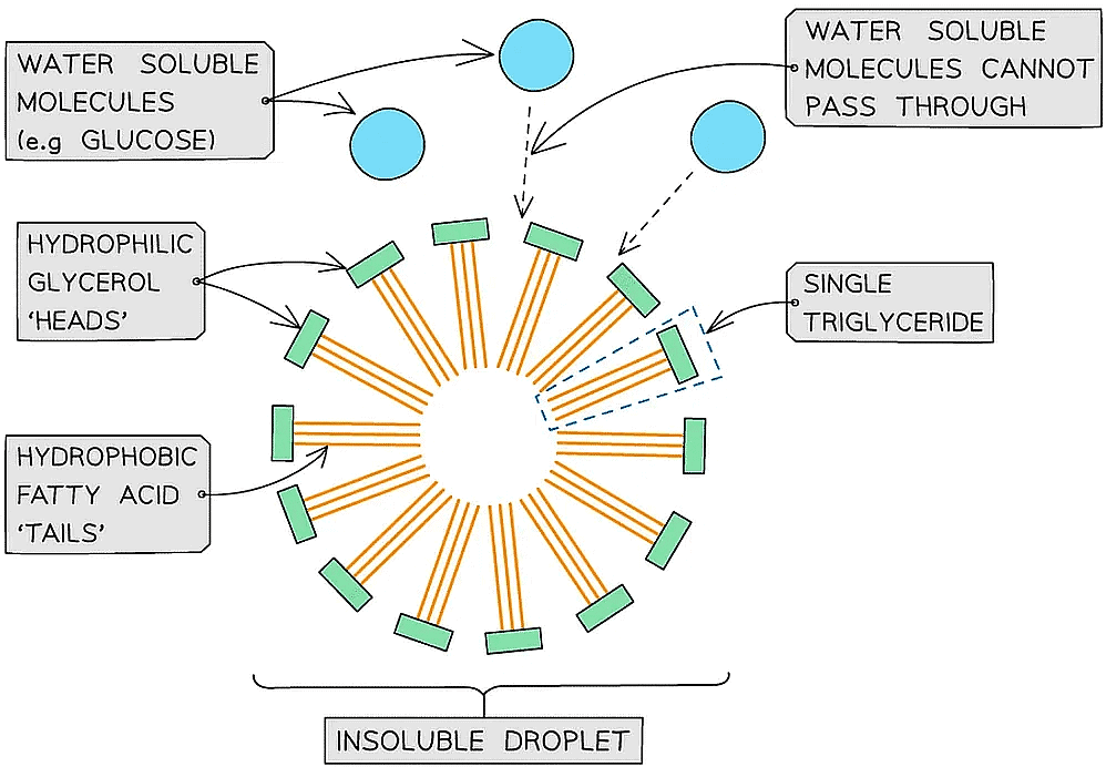 Lipids - Biology for Grade 12 PDF Download