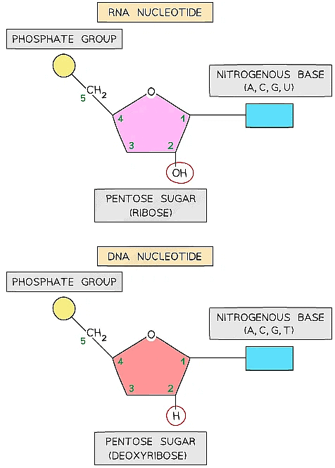 Nucleic Acids: Structure and DNA Replication - Biology for Grade 12 PDF Download