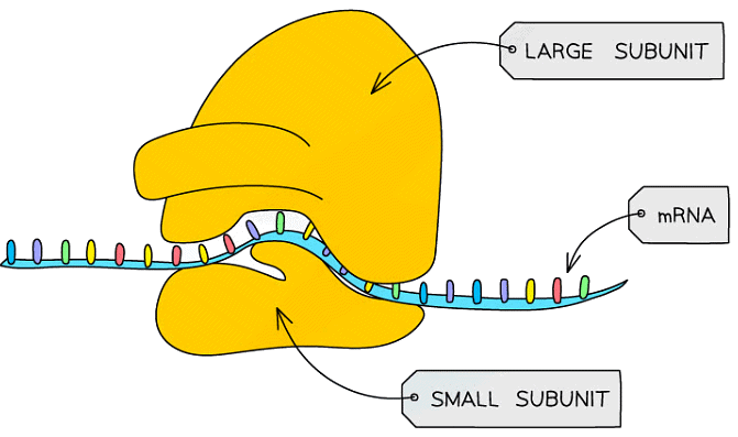 Nucleic Acids: Structure and DNA Replication - Biology for Grade 12 PDF ...