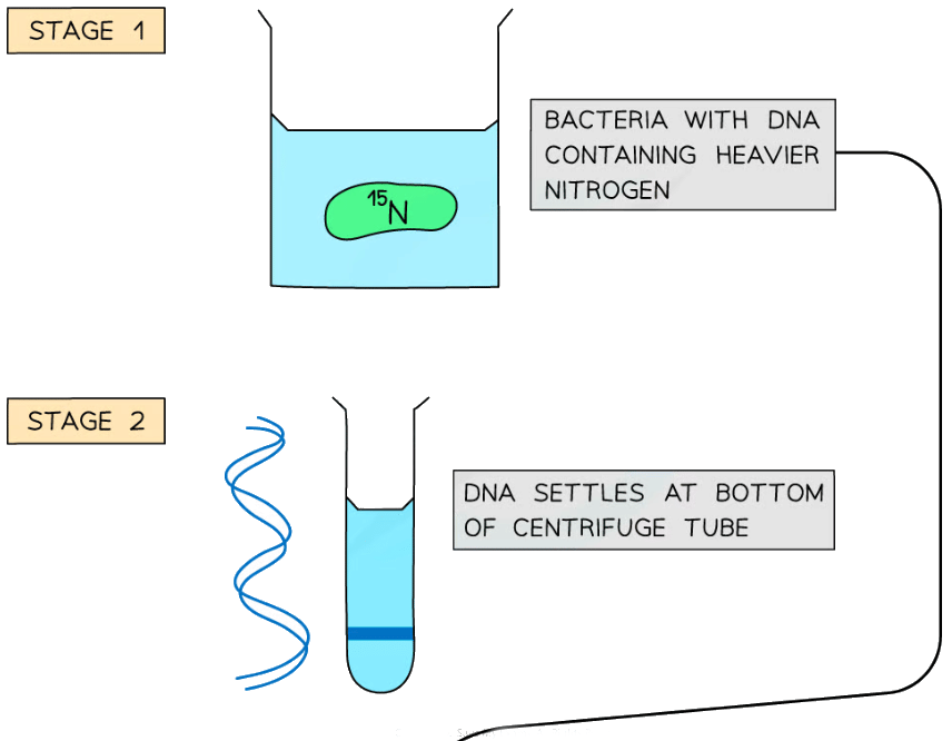 Nucleic Acids: Structure & DNA Replication | Biology for Grade 12